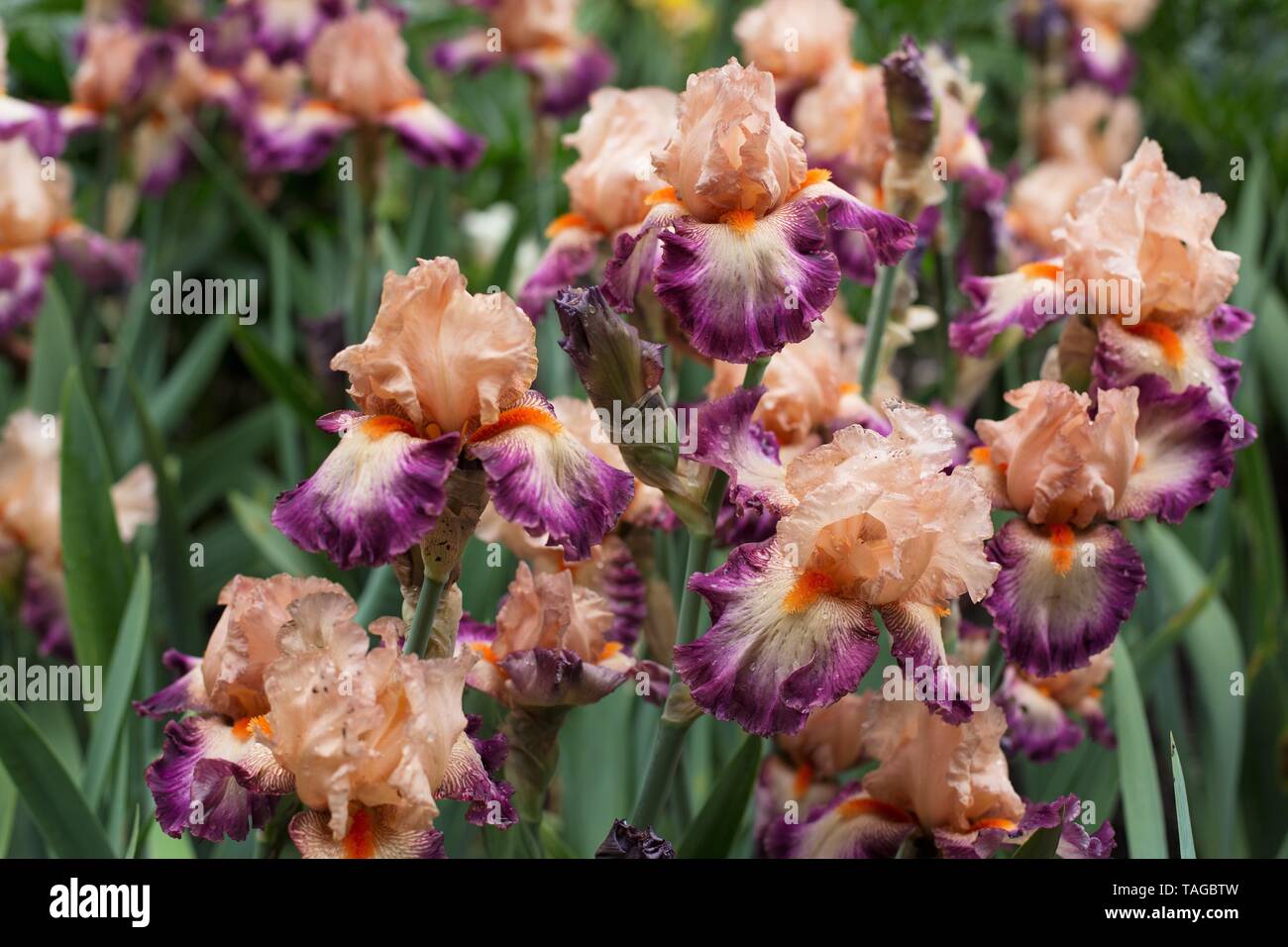 Iris "Come Away With Me" at Schreiner's Iris Gardens in Salem, Oregon ...