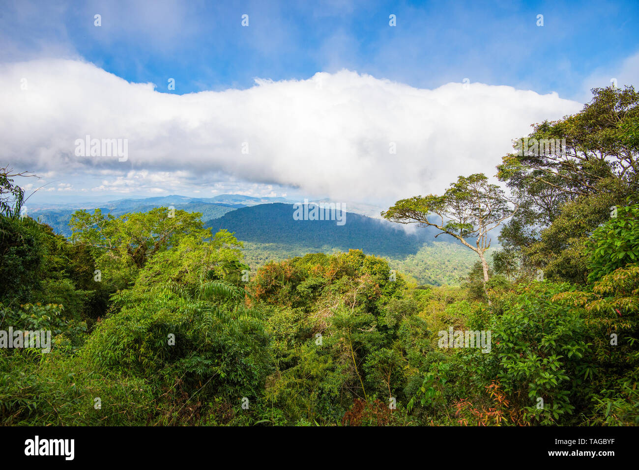 The forest on mountain top view with big tree and green plant wood ...