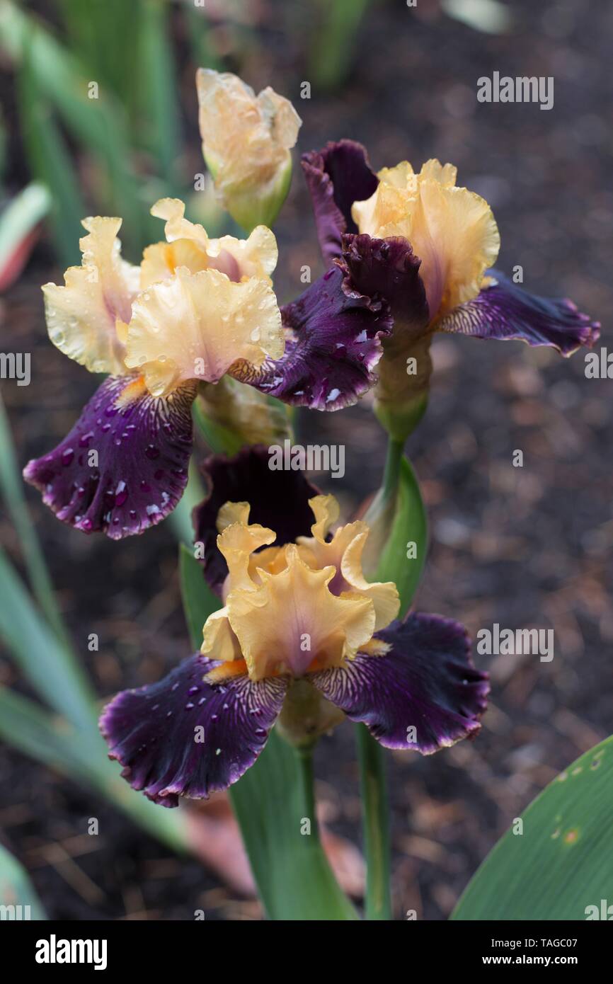 Devil's garden oregon hi-res stock photography and images - Alamy