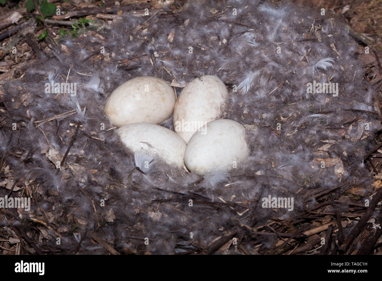 A Canadian goose nest with eggs and feathers Stock Photo - Alamy