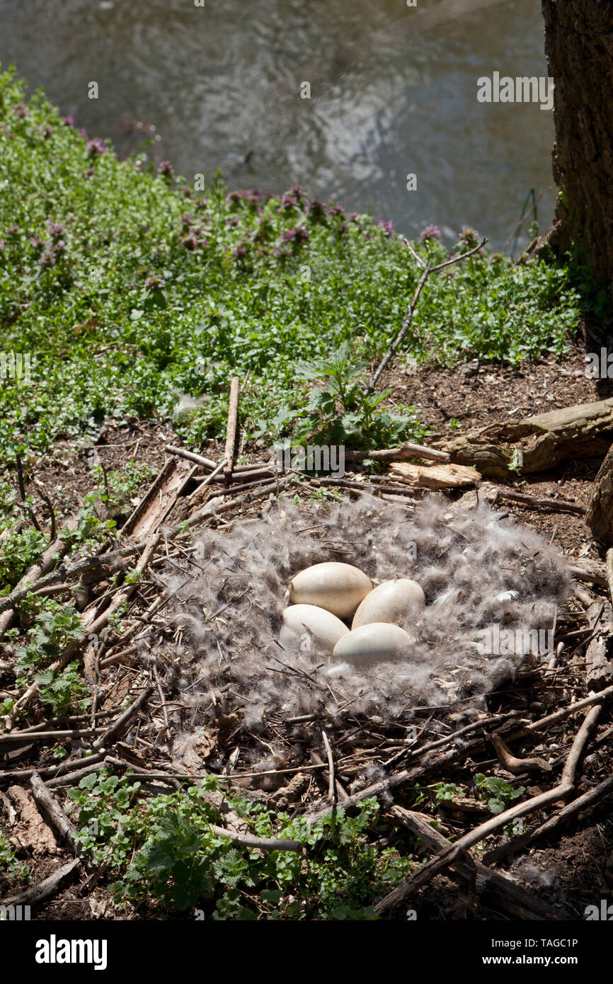 Canadian goose nest hi-res stock photography and images - Alamy