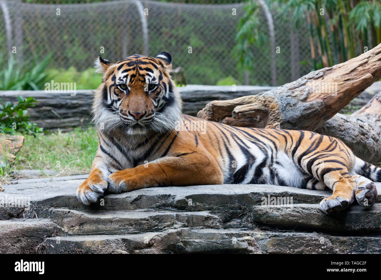 Tiger looking at camera hi-res stock photography and images - Alamy