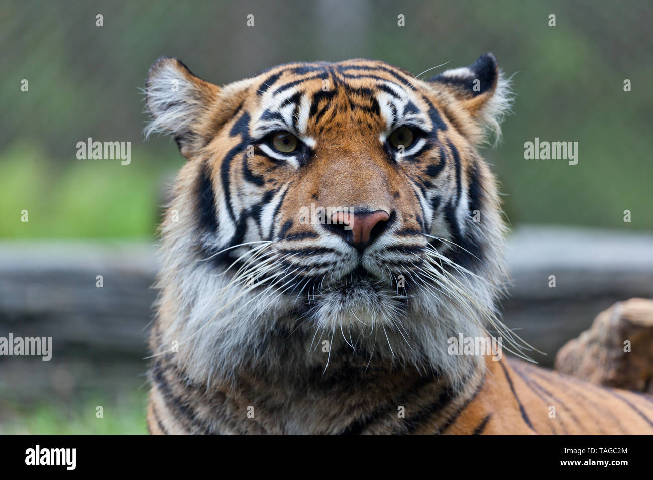 A tiger looking towards camera in a zoo Stock Photo - Alamy