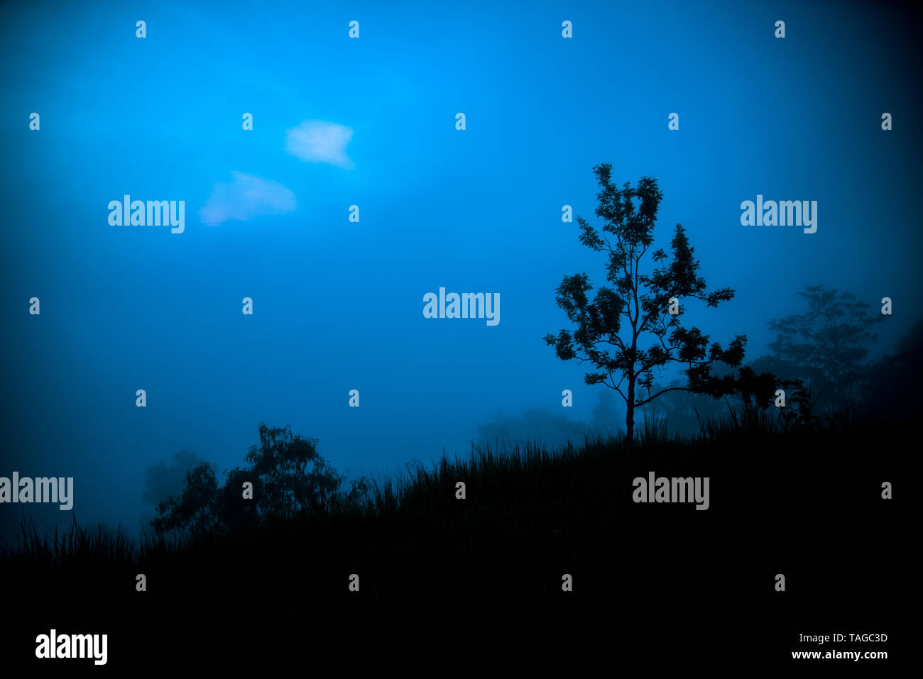 Tree at night and blue sky dark background Stock Photo - Alamy