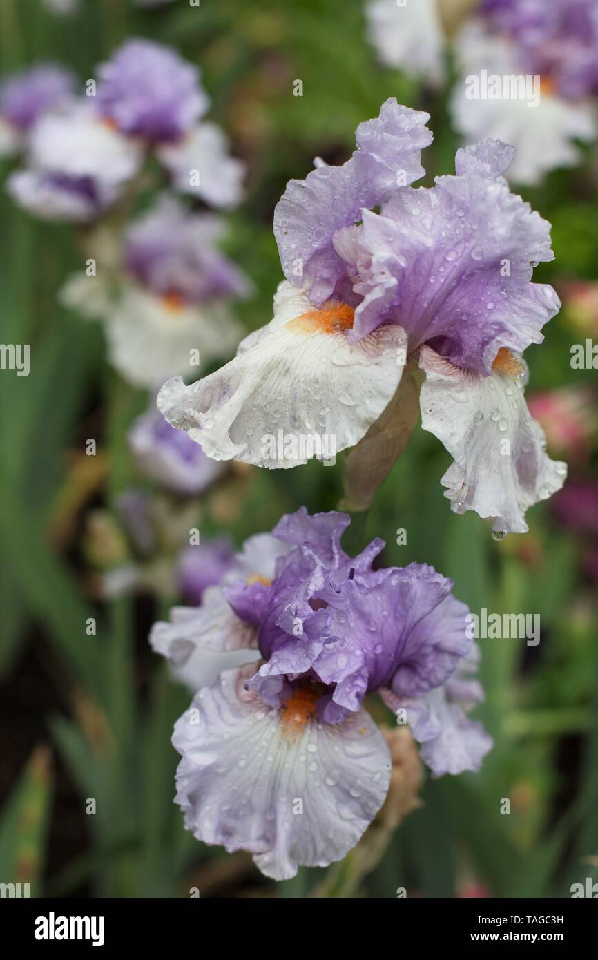 Iris "Belgian Princess" at Schreiner's Iris Gardens in Salem, Oregon, USA Stock Photo - Alamy