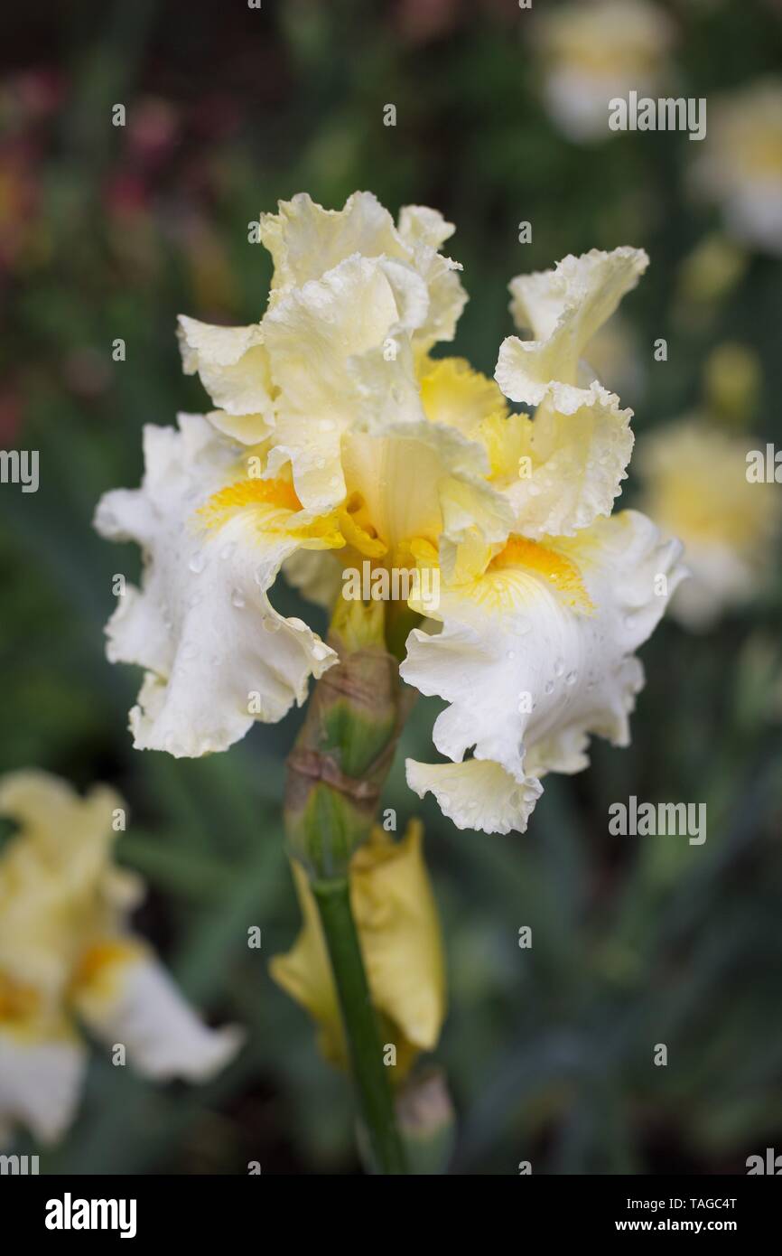 Iris "Absolute Star" at Schreiner's Iris Gardens in Salem, Oregon, USA ...