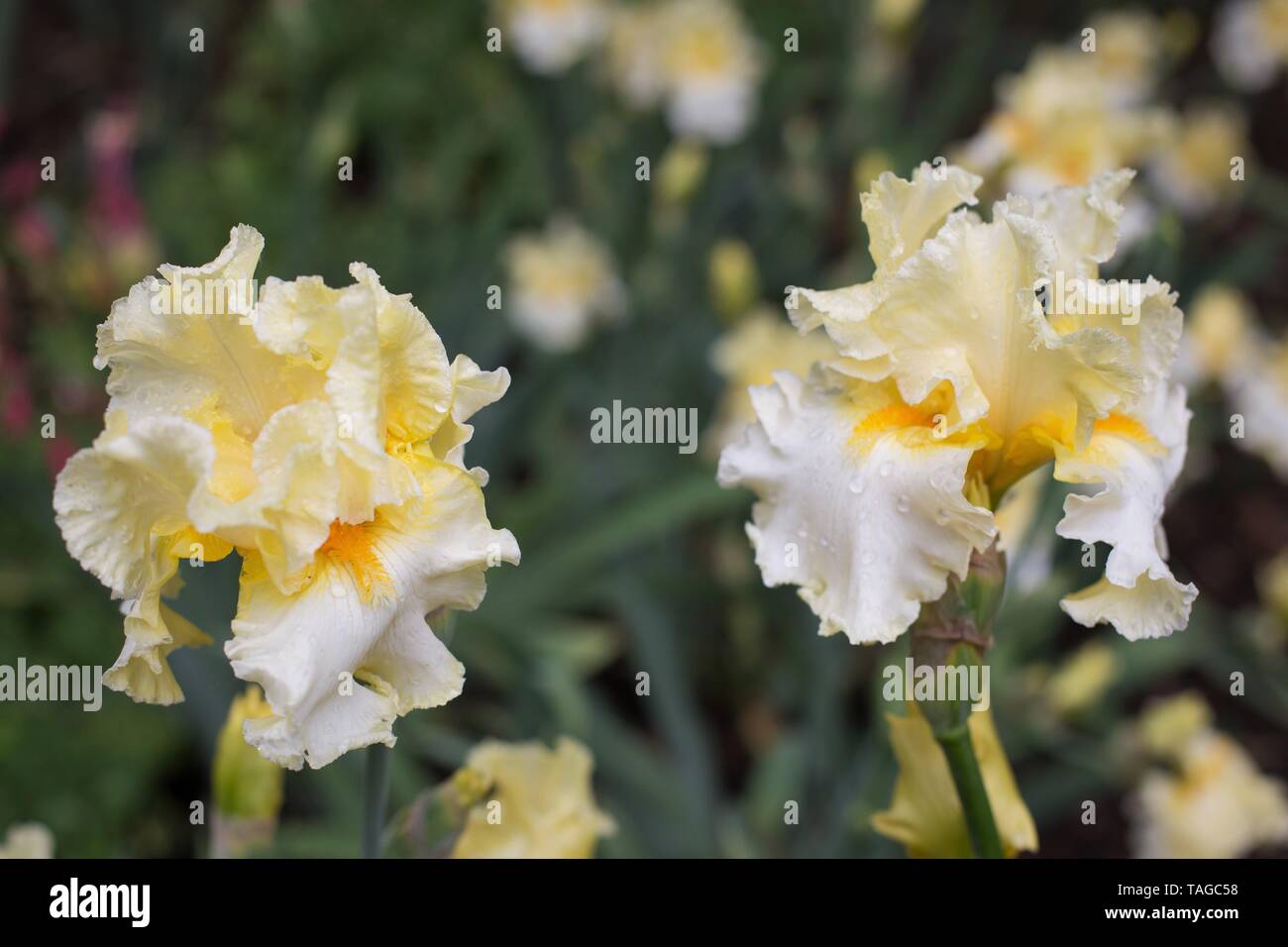 Absolute Star High Resolution Stock Photography and Images - Alamy