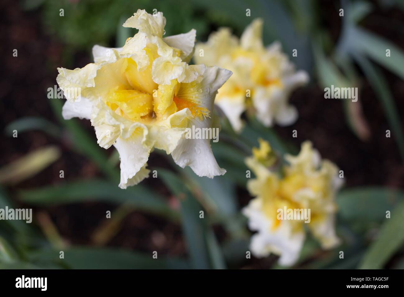 Absolute star hi-res stock photography and images - Alamy