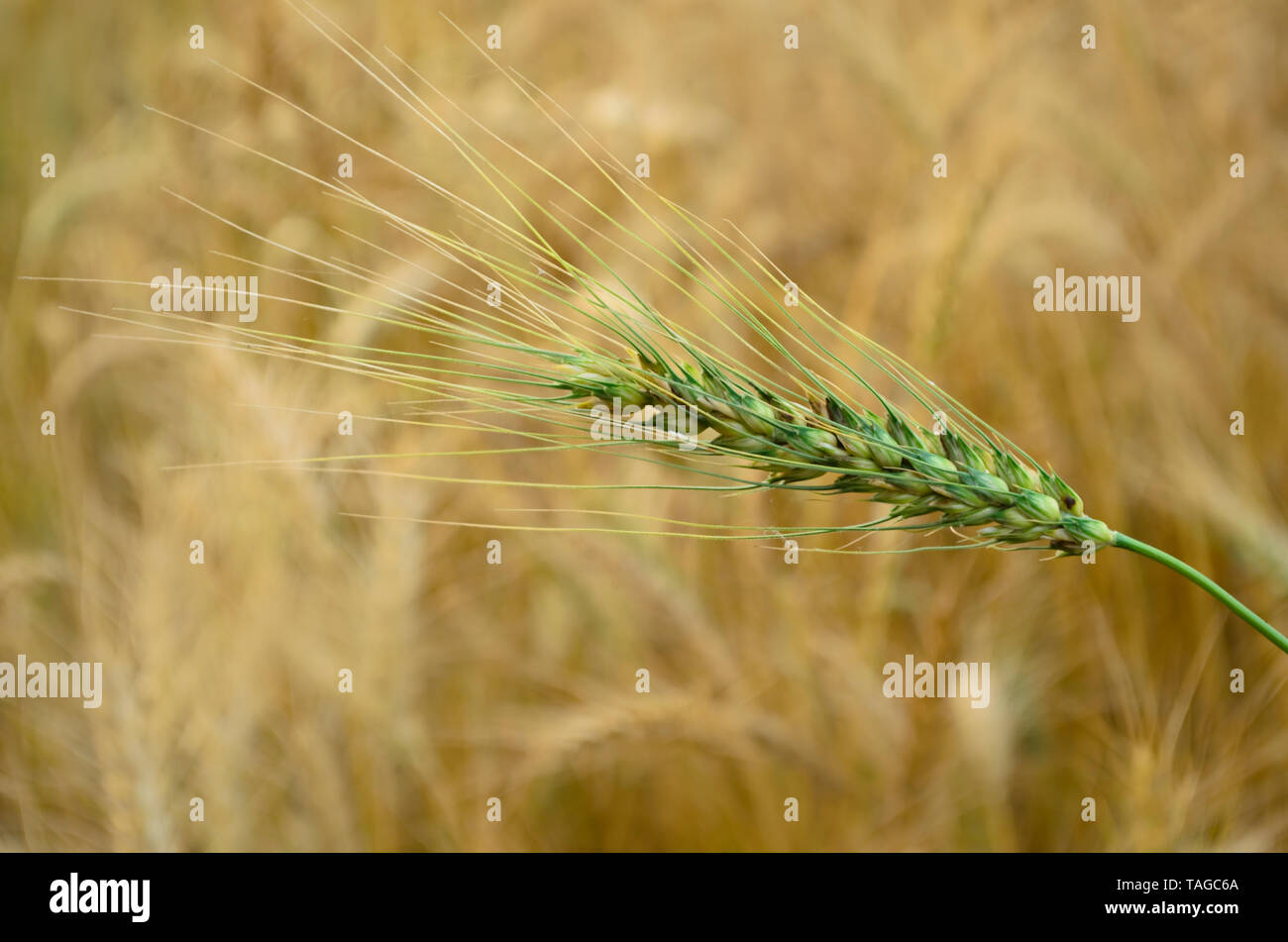 Wheat Spikelet