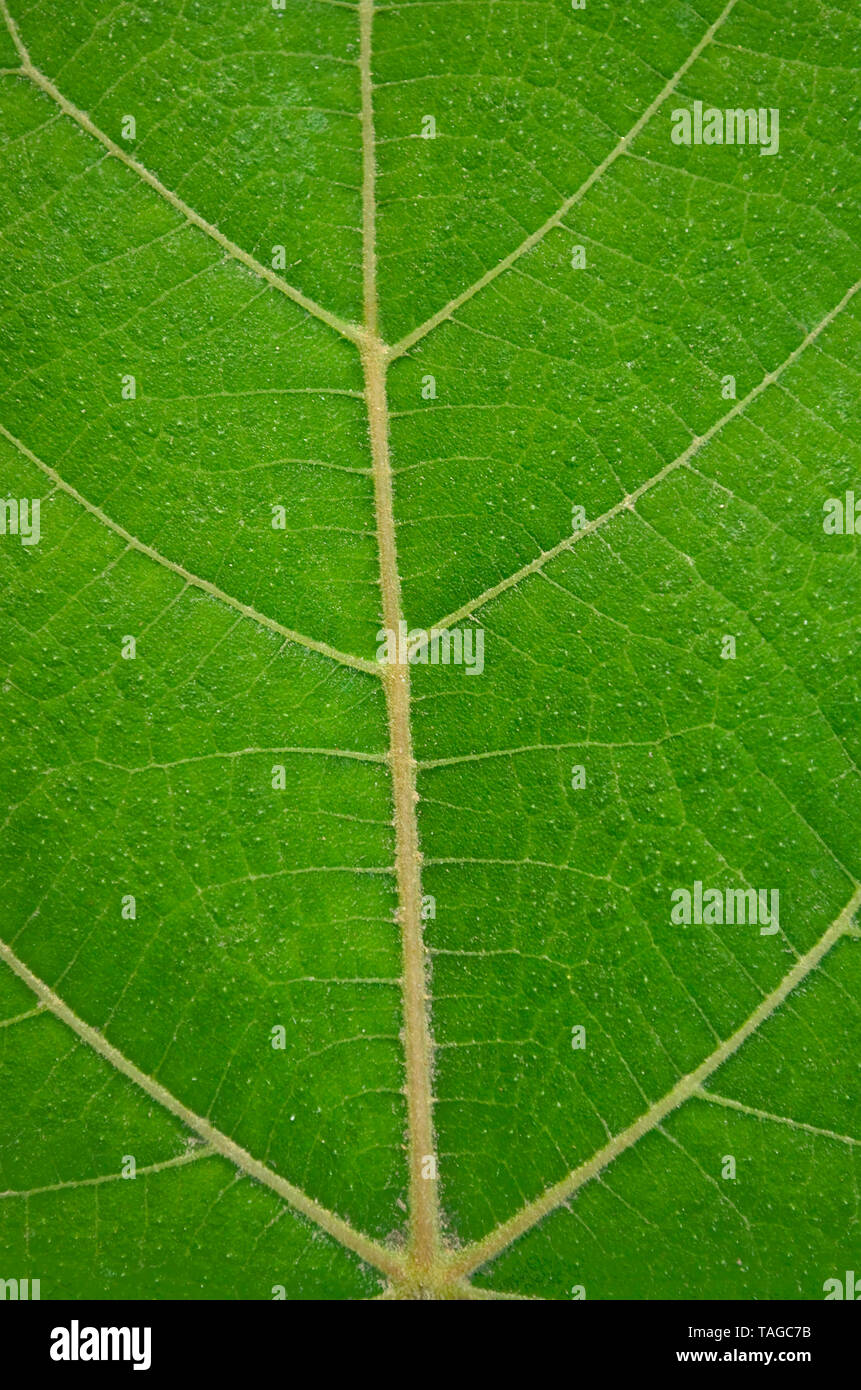 Detailed leaf texture hi-res stock photography and images - Alamy