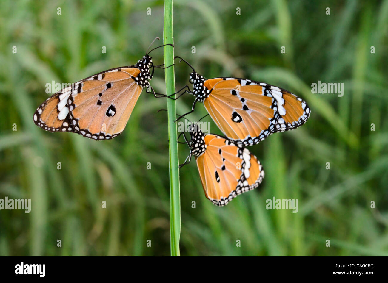 Monarch butterflies on a leaf Stock Photo - Alamy