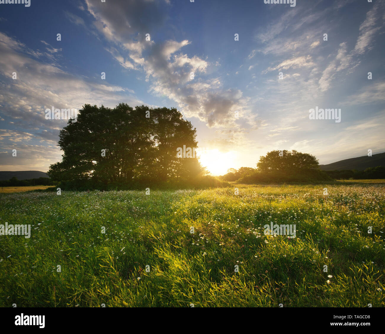 Green forest and fog composition hi-res stock photography and images ...