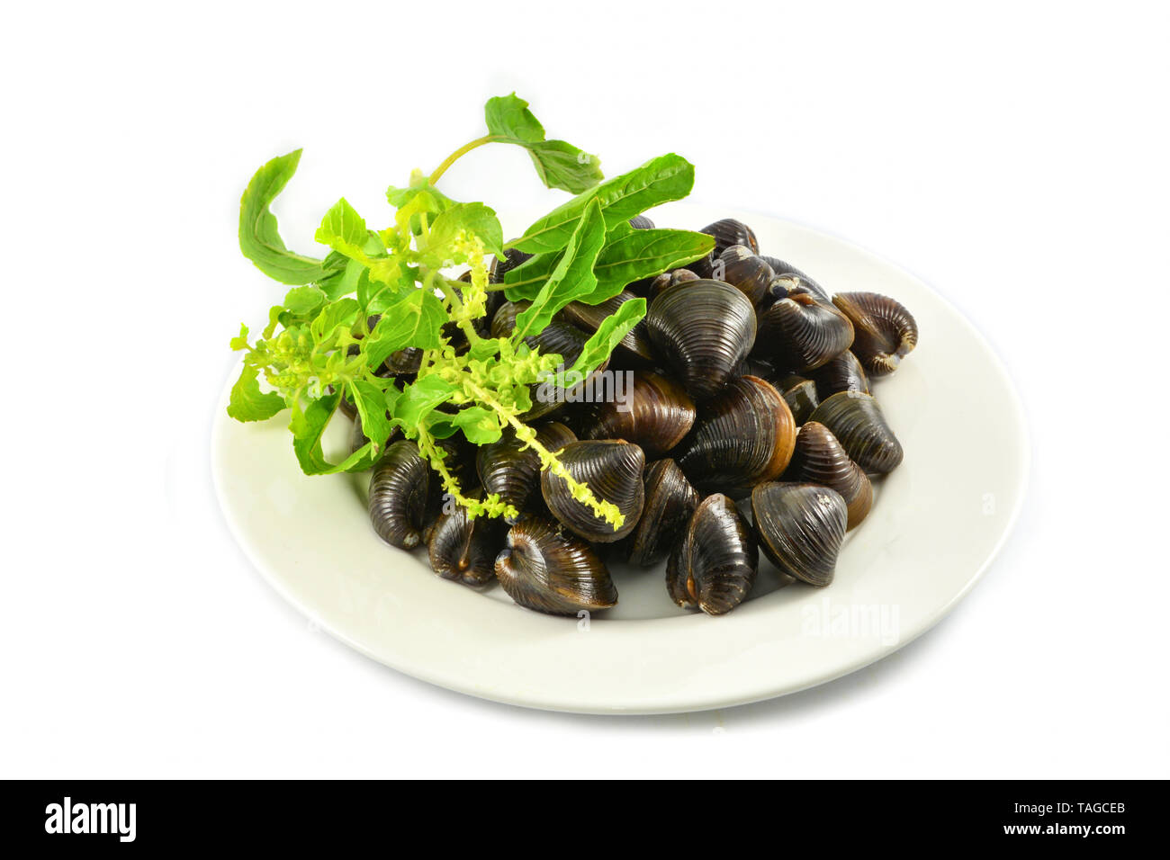 Freshwater shellfish bivalve such as clams shell on plate and holy ...