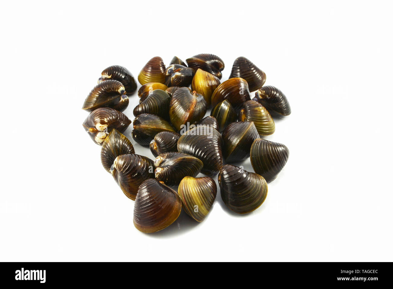 Shellfish freshwater bivalve such as clams shell isolated on white ...