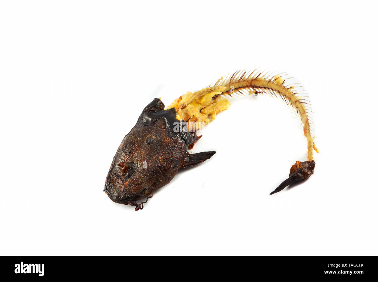 Fishbone from grilled catfish islated on white background Stock Photo ...