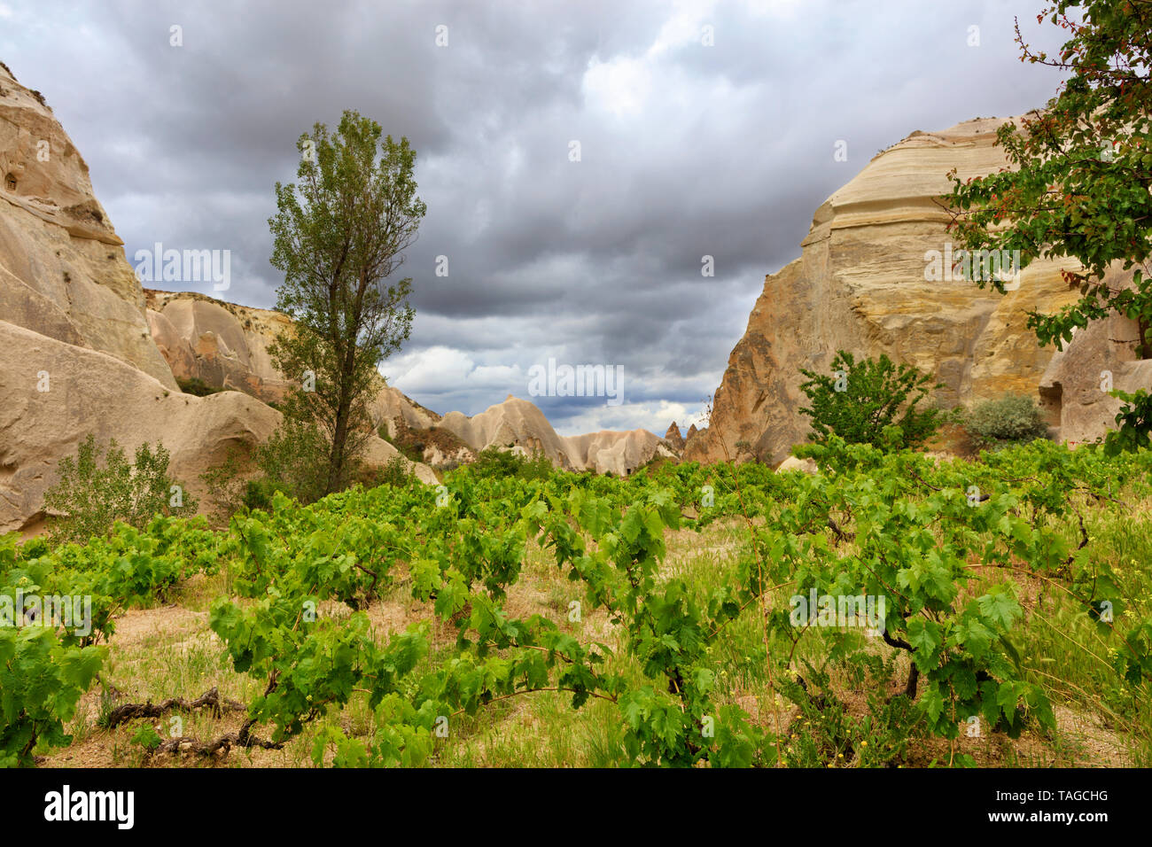 Young bright green leaves of grape bushes grow well surrounded by ...