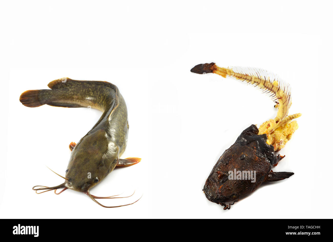 Channel Catfish High Resolution Stock Photography and Images - Alamy