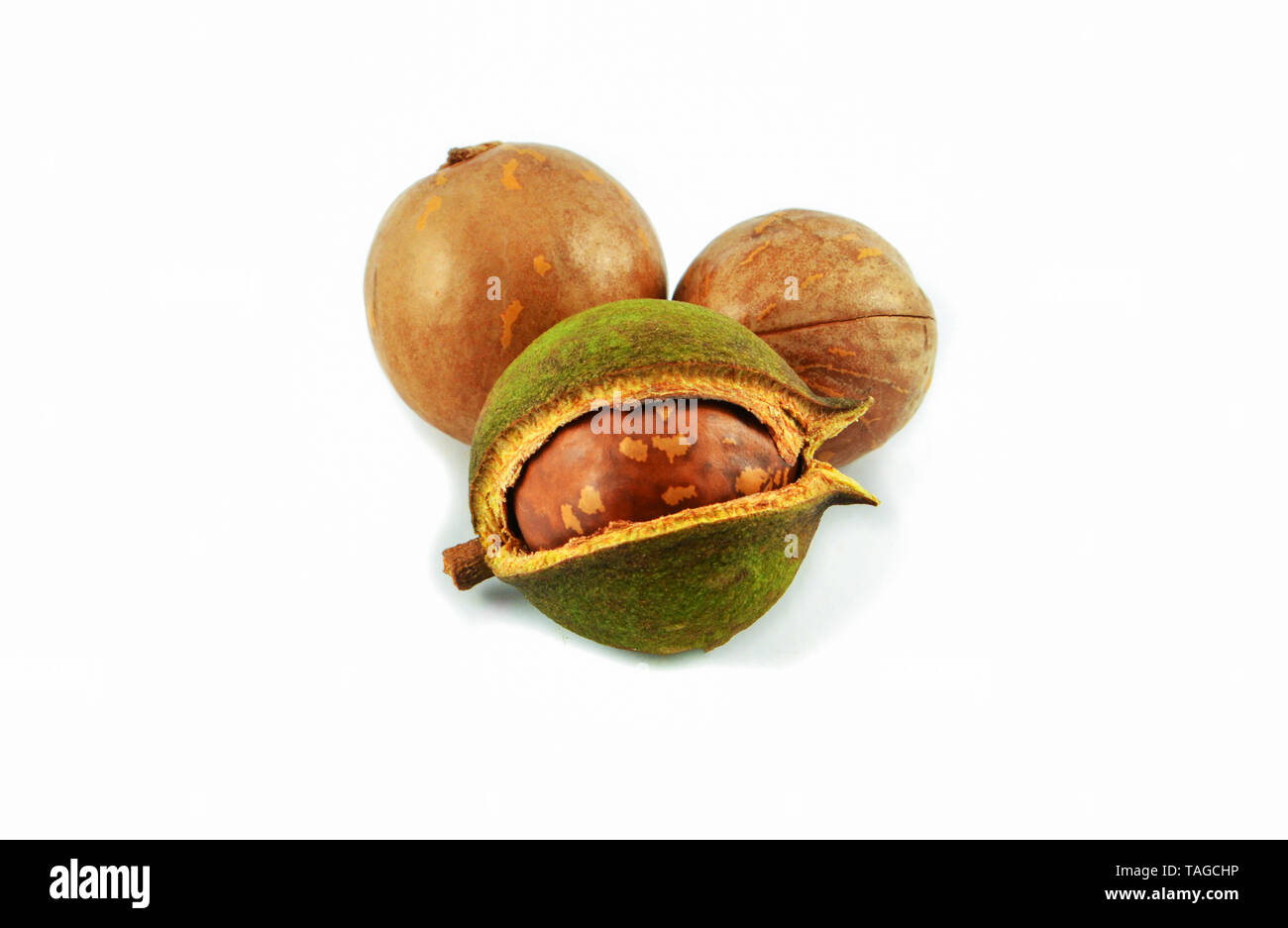 Organic macadamia nuts isolated on white background - King of nuts ...