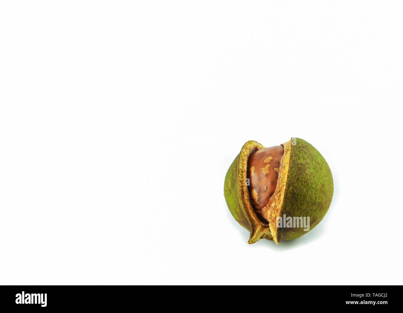 Organic macadamia nuts isolated on white background - King of nuts ...