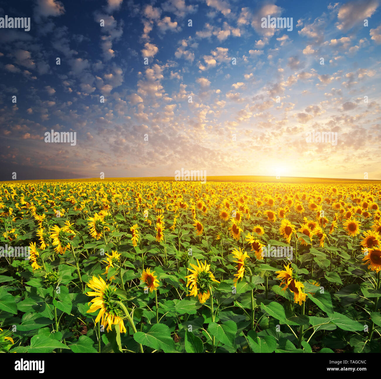 Big field of sunflowers. Composition of nature Stock Photo - Alamy