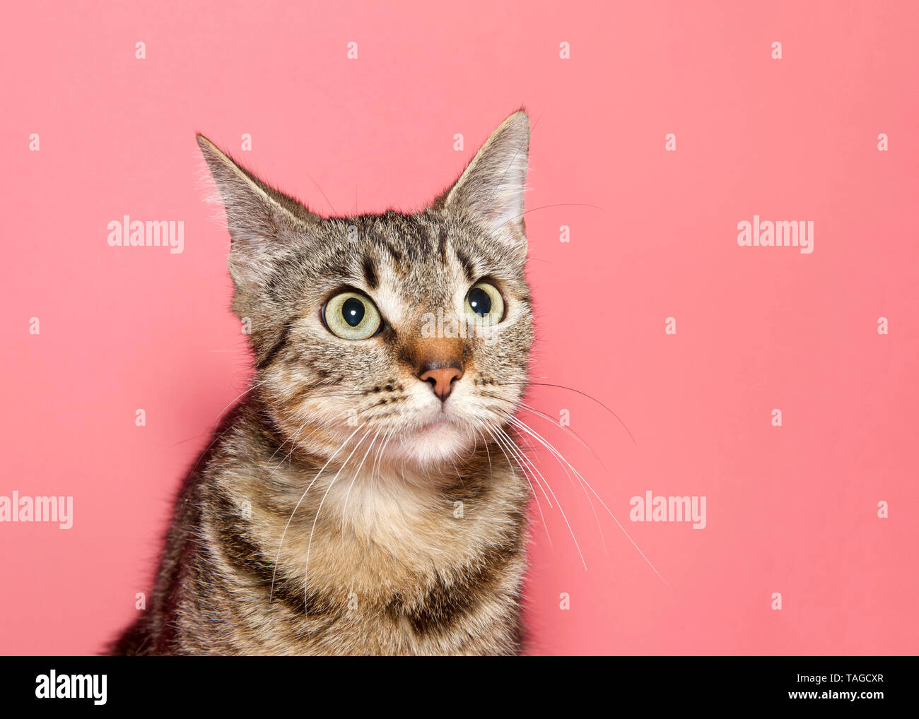Shocked expression and cat hi-res stock photography and images - Alamy