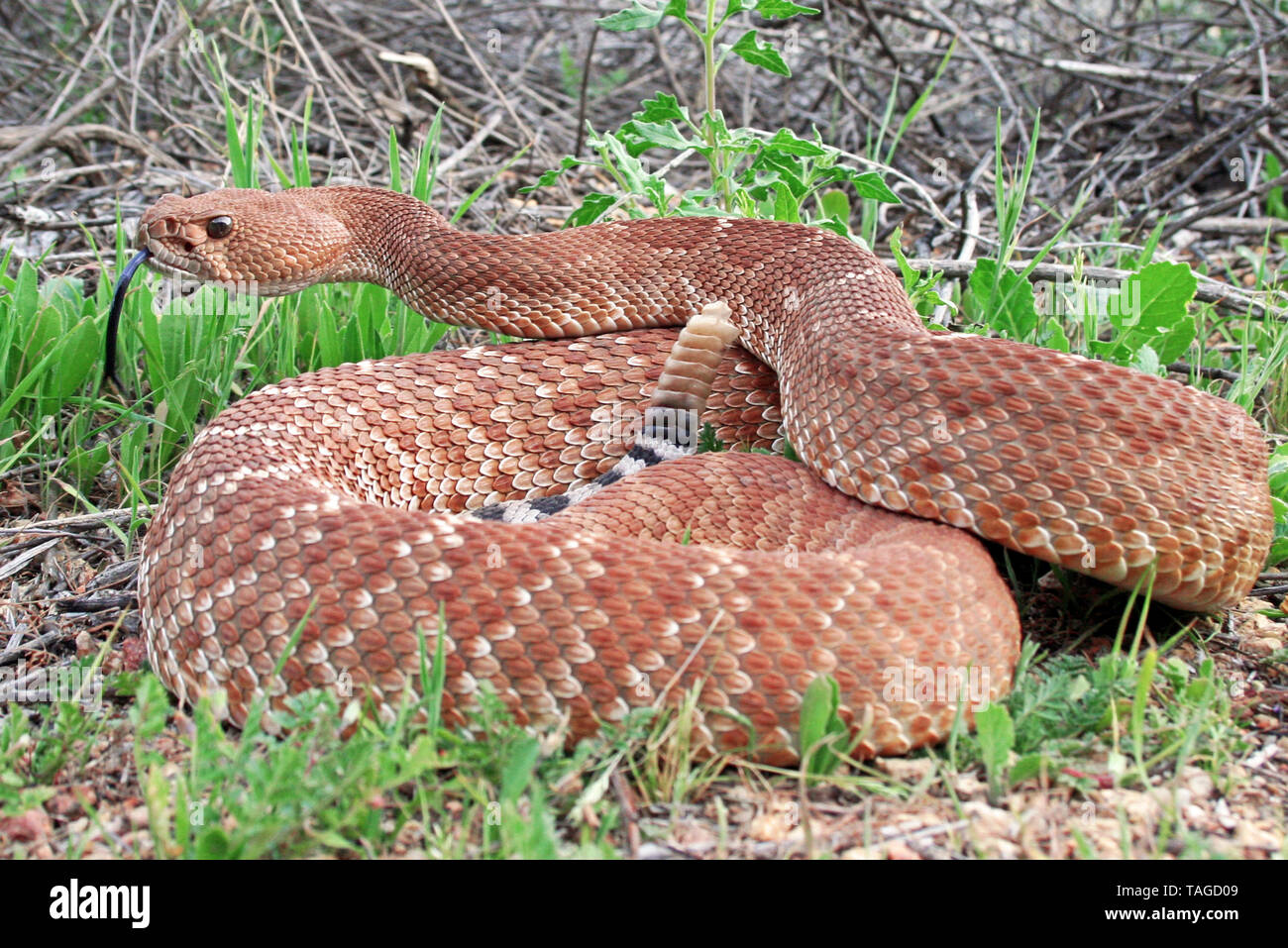 Red Diamond Rattlesnake (Crotalus ruber Stock Photo - Alamy