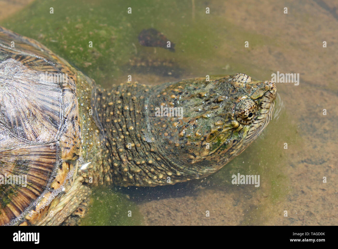 Common Snapping Turtle (Chelydra serpentina Stock Photo - Alamy