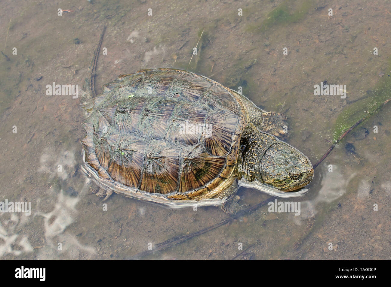 Common Snapping Turtle (Chelydra serpentina Stock Photo - Alamy