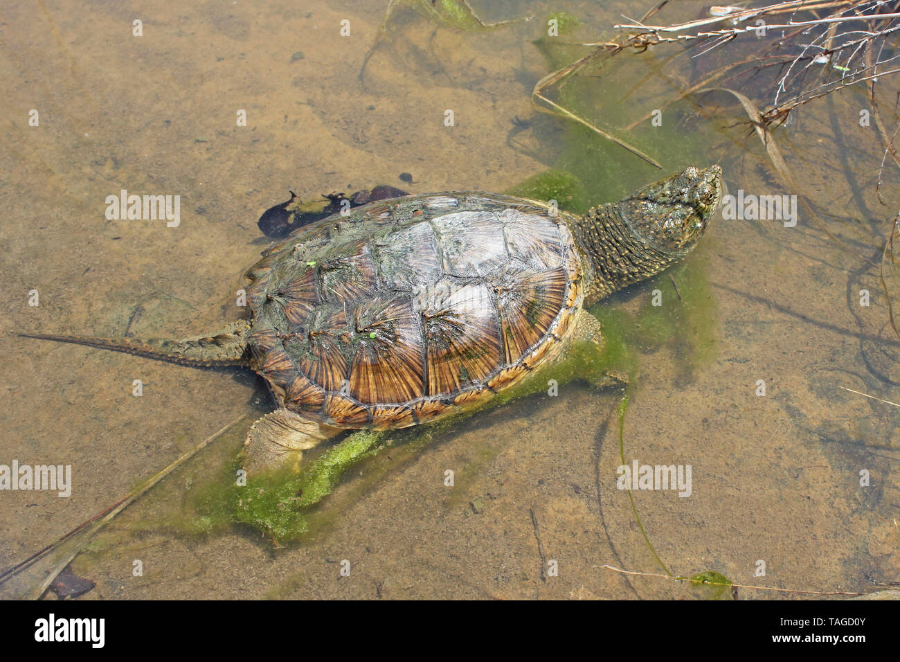 Common Snapping Turtle (Chelydra serpentina Stock Photo - Alamy