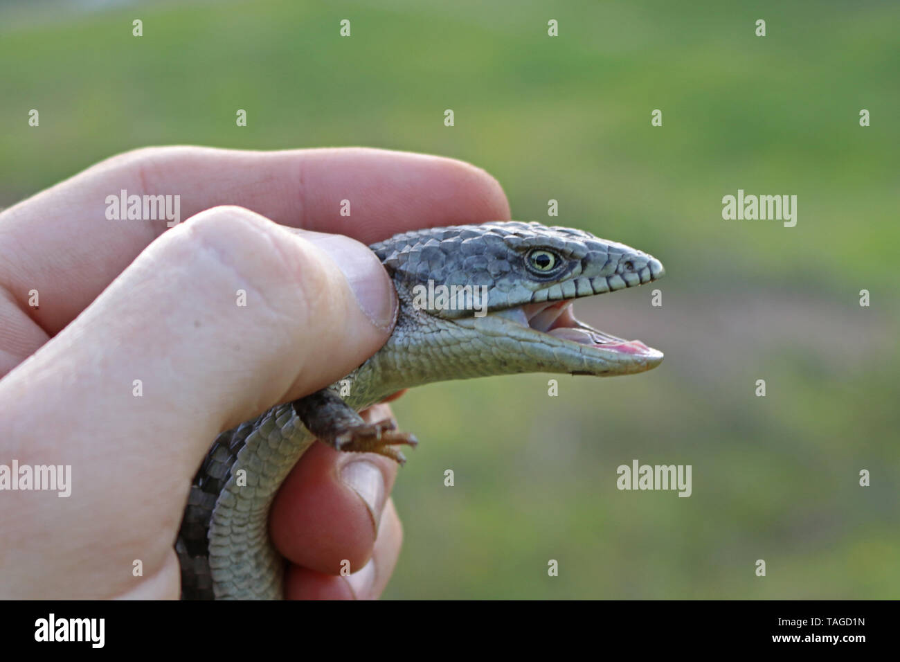 Southern Alligator Lizard (Elgaria multicarinata webbii Stock Photo - Alamy