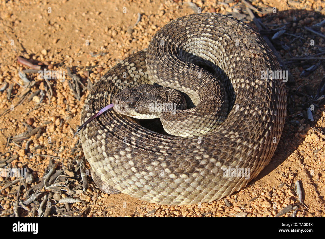 Southern Pacific Rattlesnake (Crotalus oreganus helleri Stock Photo - Alamy
