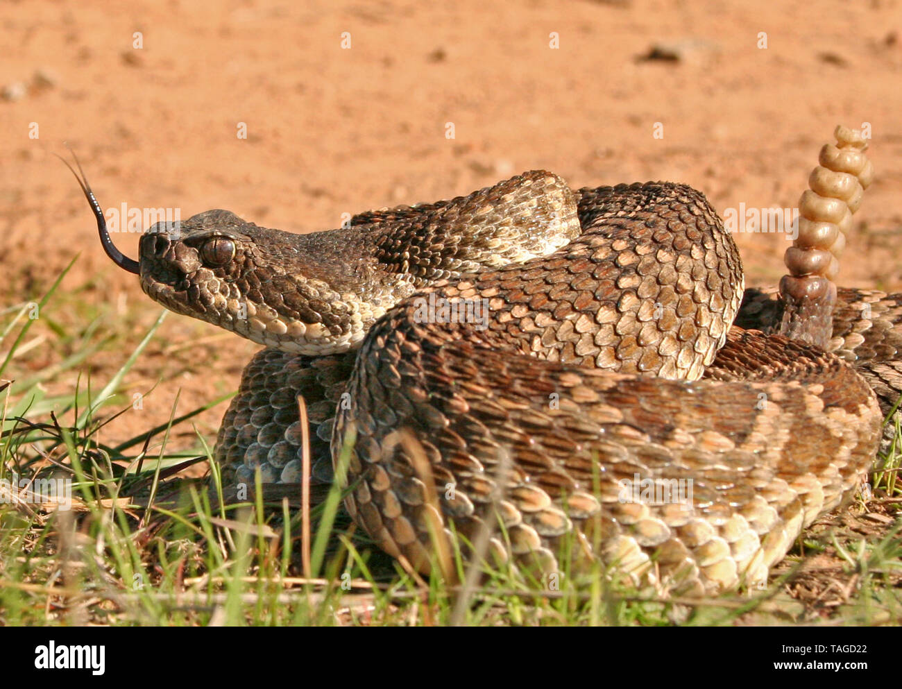 Southern Pacific Rattlesnake (Crotalus oreganus helleri Stock Photo - Alamy