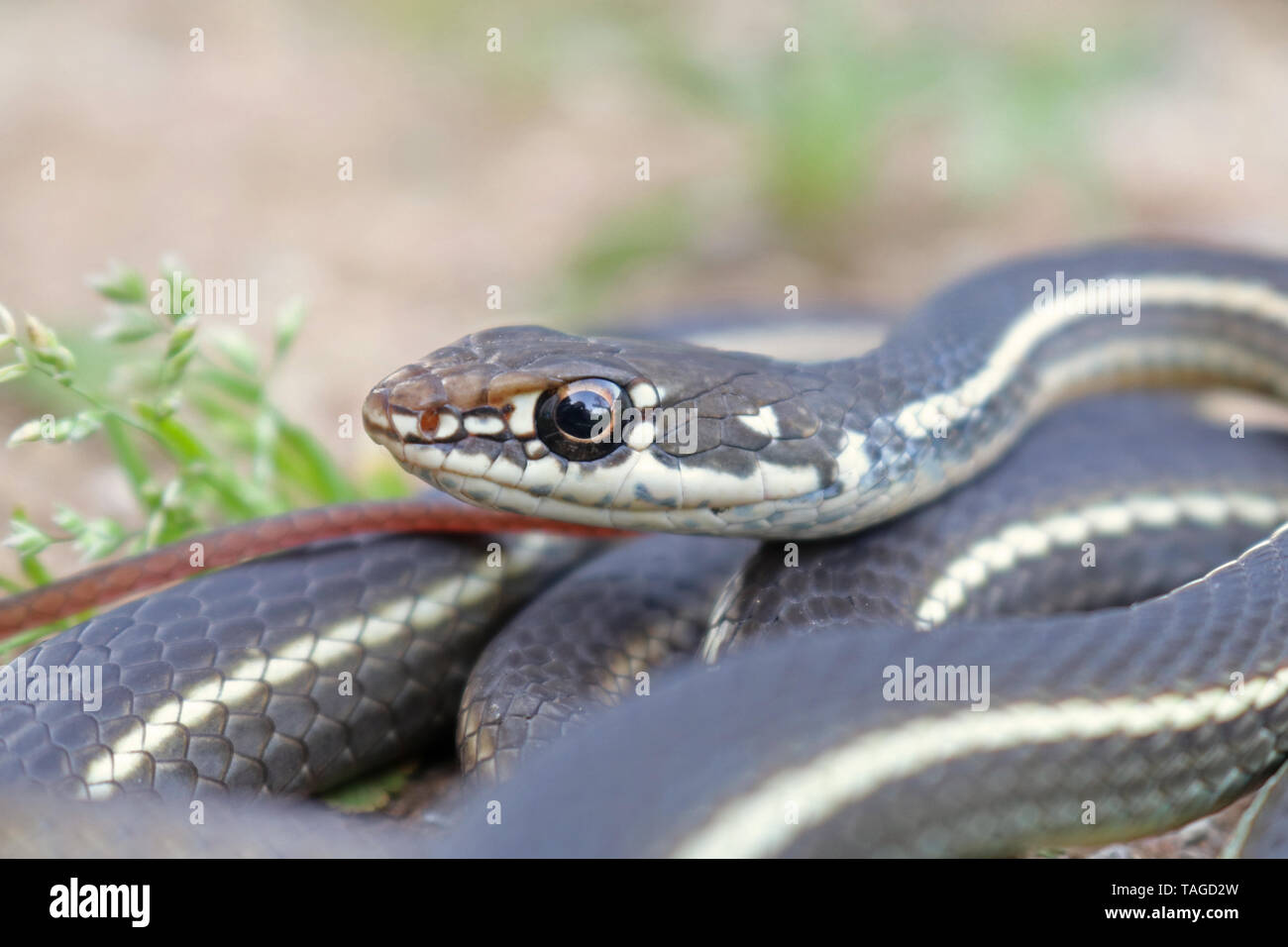 Black racer snake hi-res stock photography and images - Alamy