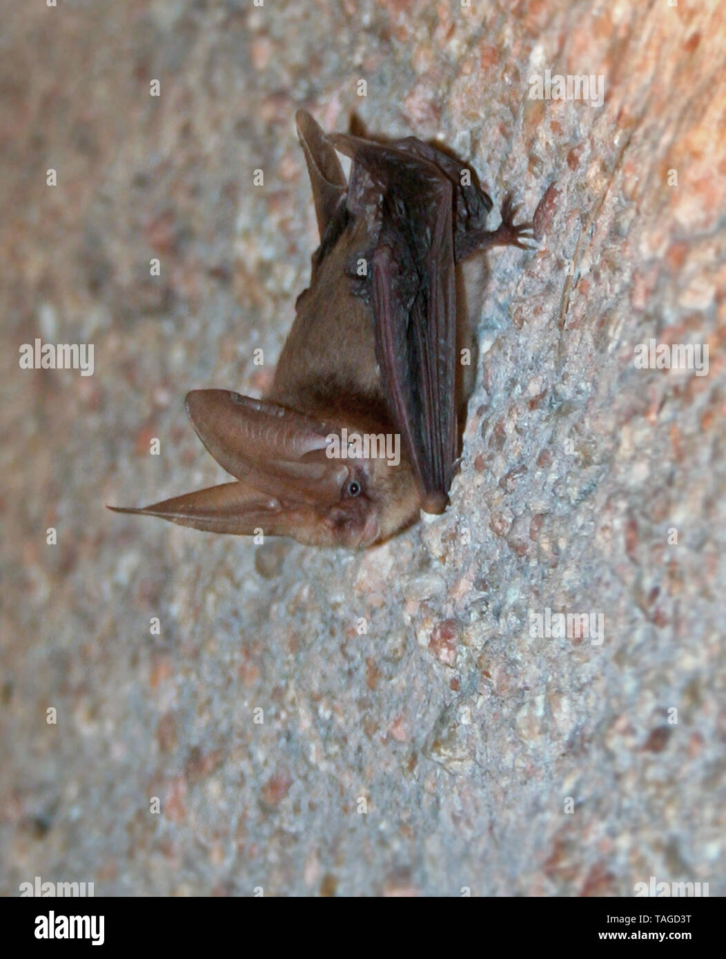 Townsend big eared bat hi-res stock photography and images - Alamy