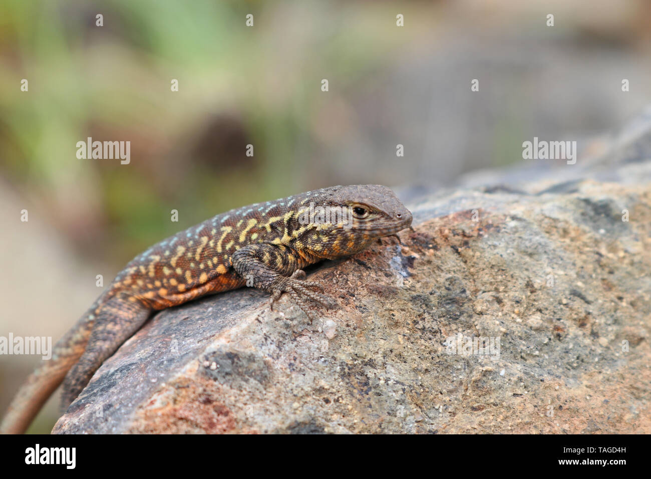 Common Side-blotched Lizard (Uta stansburiana Stock Photo - Alamy