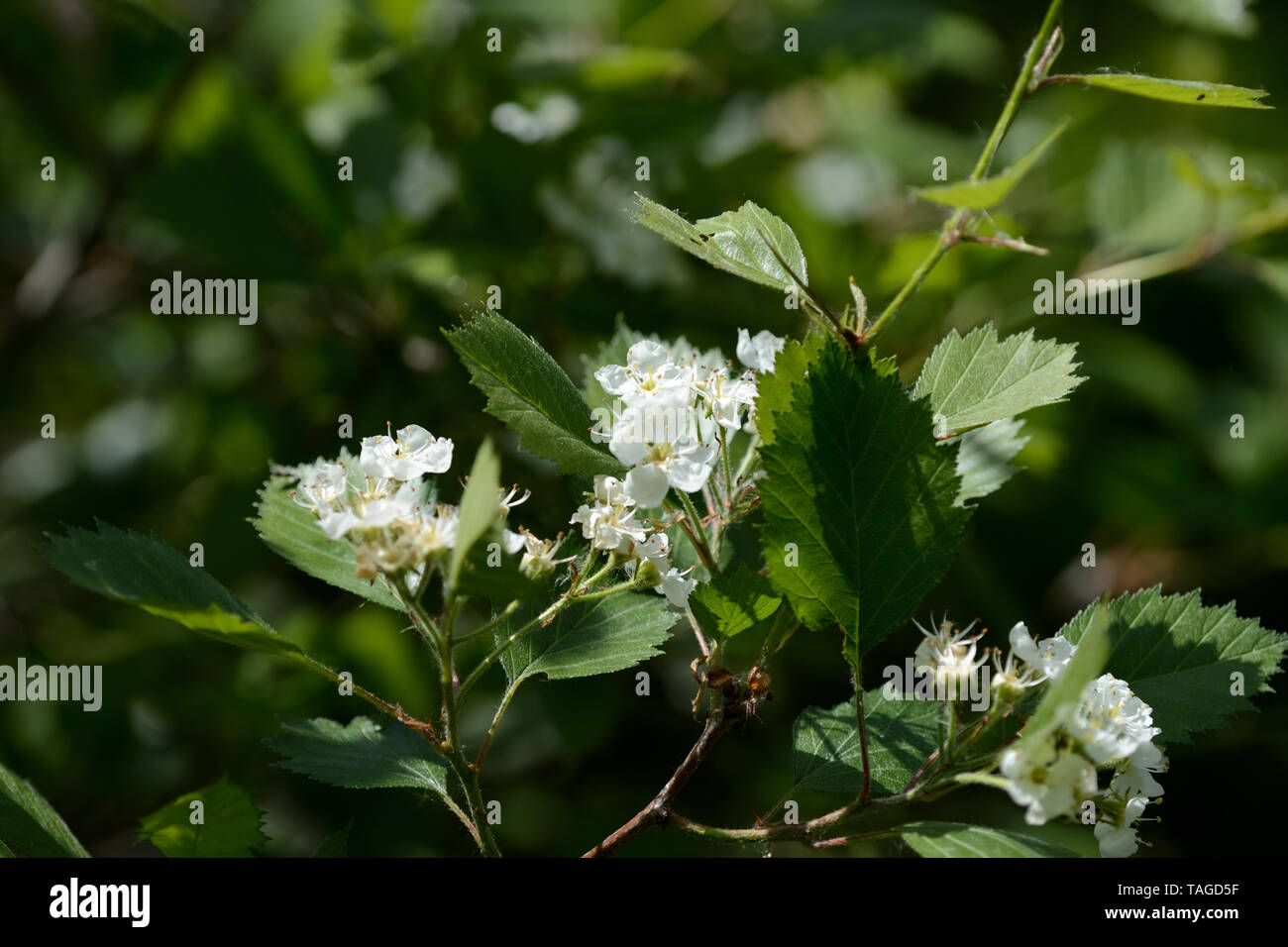 Blooming hawthorn in the forest on a sunny day close up Stock Photo - Alamy