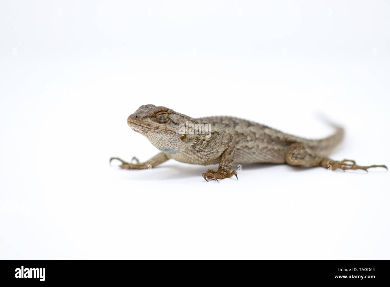 Western fence lizards hi-res stock photography and images - Alamy