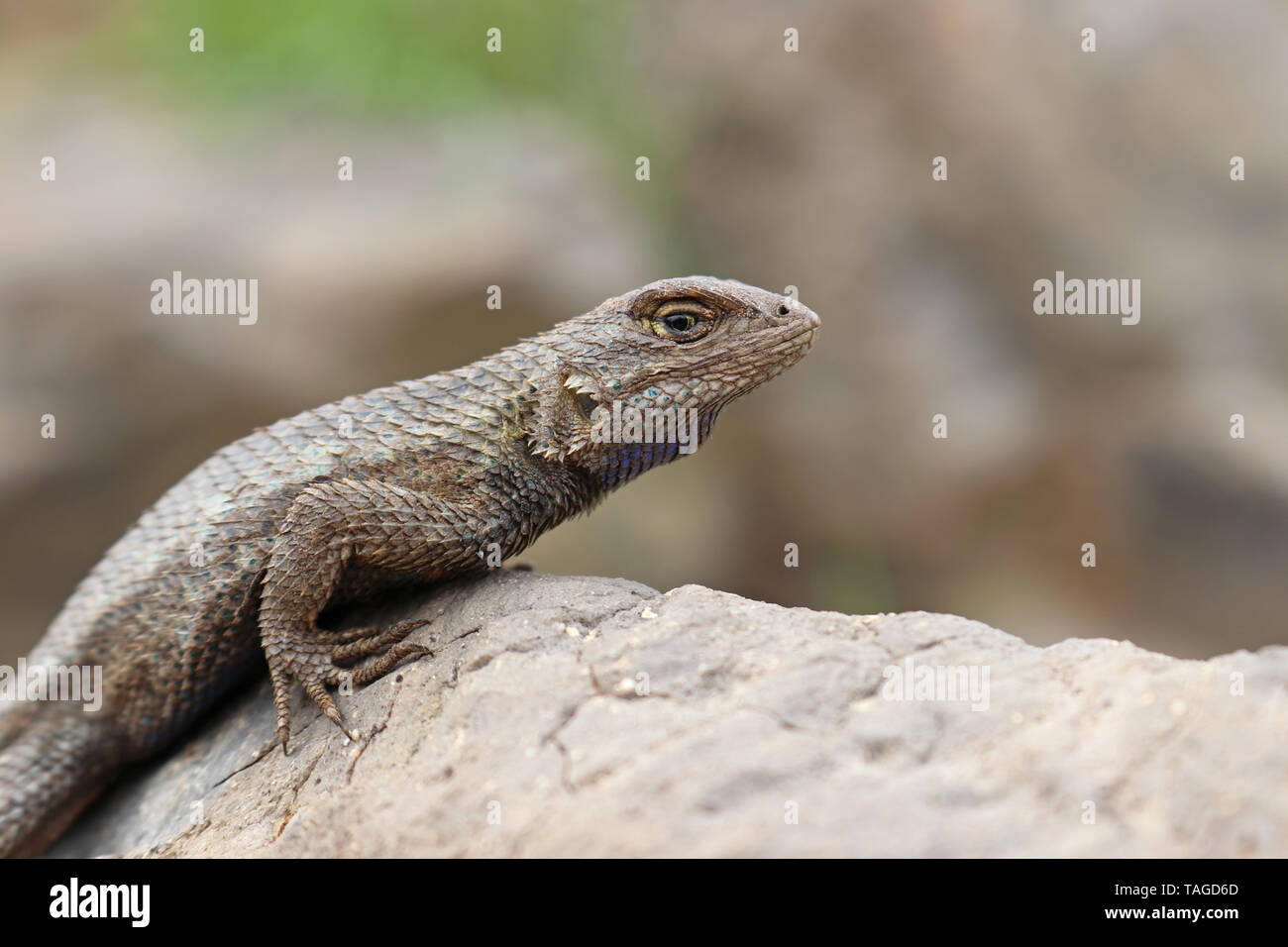 Western Fence Lizard (Sceloporus occidentalis Stock Photo - Alamy