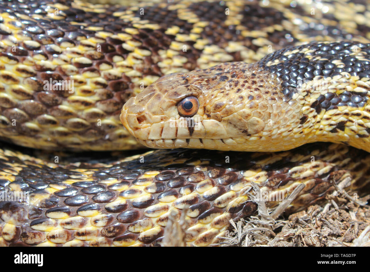 San Diego Gophersnake (Pituophis catenifer annectens Stock Photo - Alamy San Diego Gophersnake (Pituophis catenifer annectens Stock Photo - Alamy