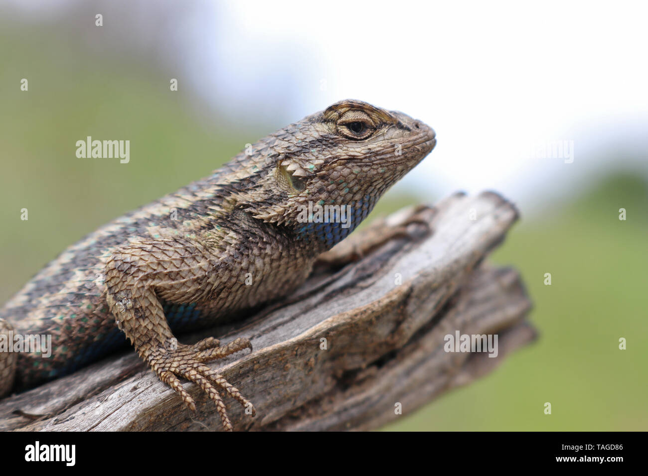 Western Fence Lizard (Sceloporus occidentalis Stock Photo - Alamy