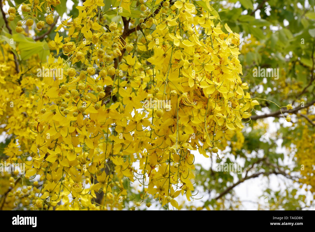 golden shower tree Stock Photo - Alamy