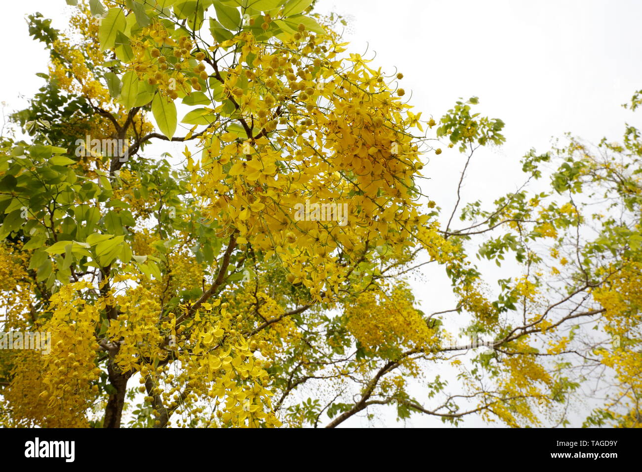 golden shower tree Stock Photo - Alamy