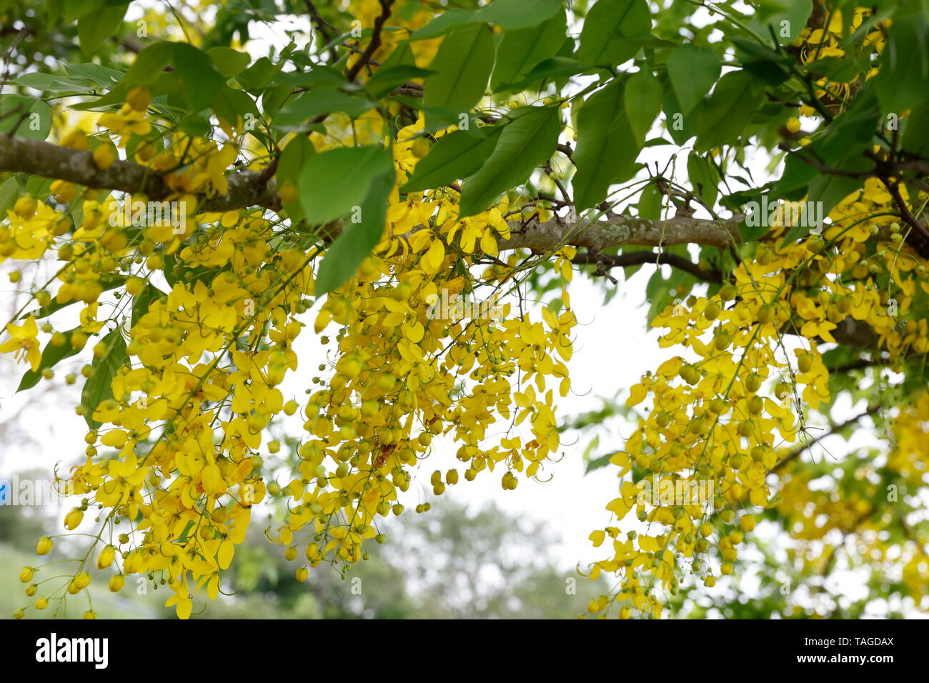 golden shower tree Stock Photo - Alamy