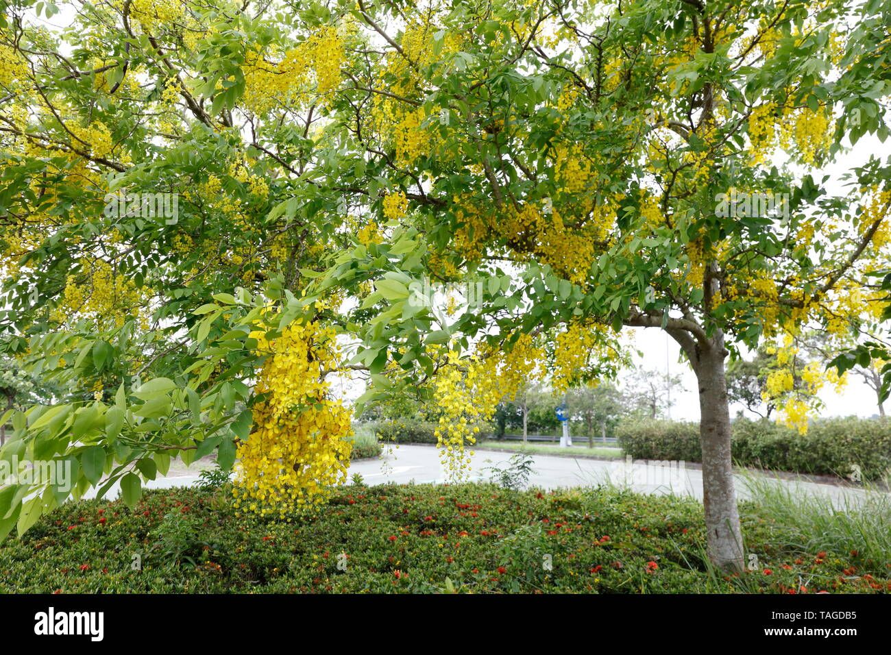 golden shower tree Stock Photo - Alamy