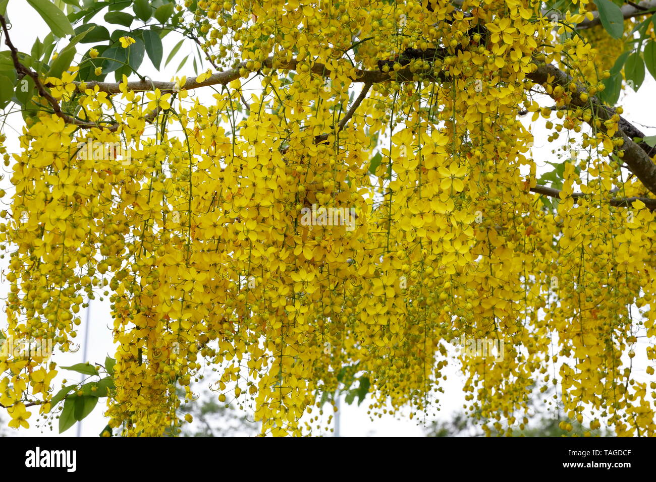 golden shower tree Stock Photo - Alamy