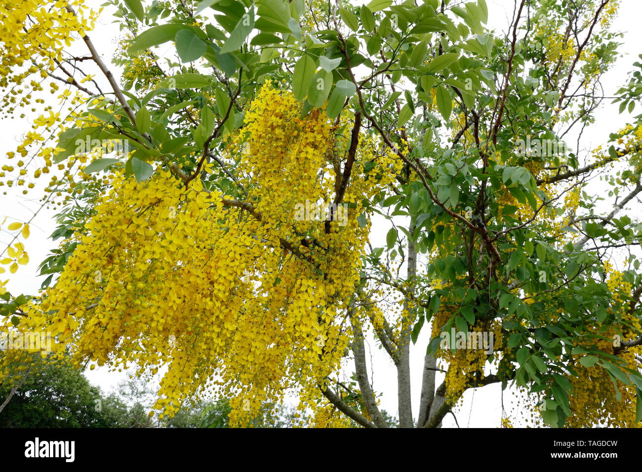 golden shower tree Stock Photo - Alamy