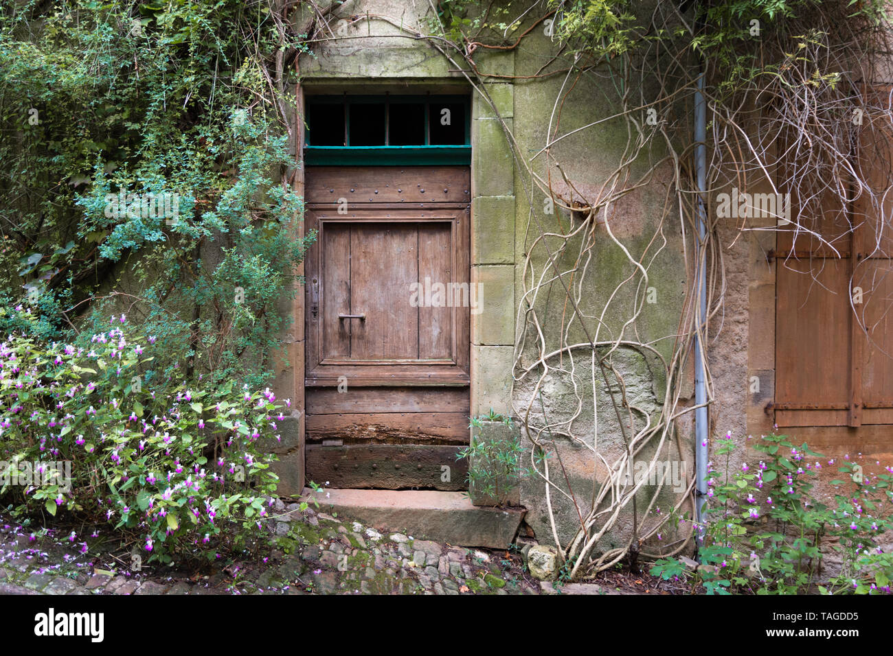 Brown wooden door in an overgrown and decrepit wall in a medieval ...