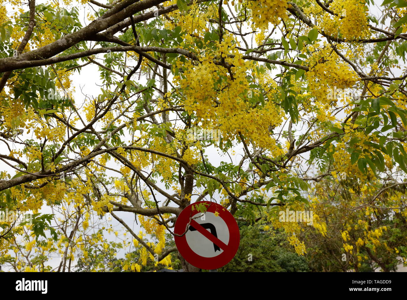 golden shower tree Stock Photo - Alamy