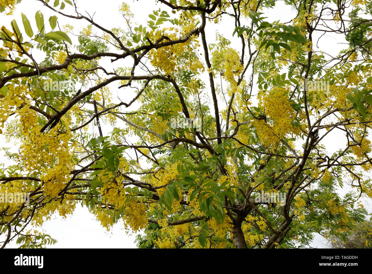 golden shower tree Stock Photo - Alamy