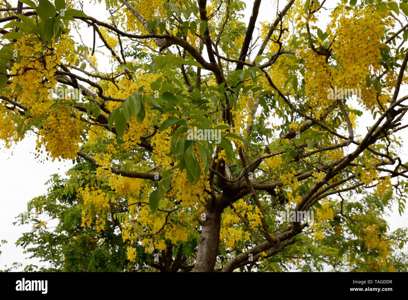 golden shower tree Stock Photo - Alamy